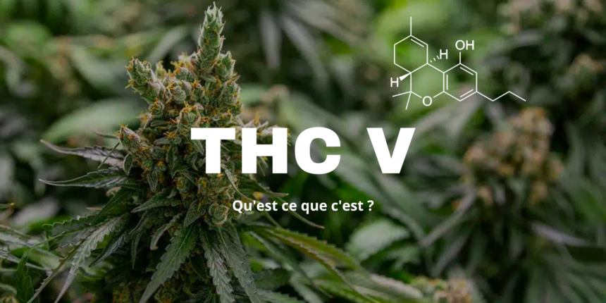 Tout Savoir Sur Le THCV : Qu'est Ce Que C'est ? | 420 Green Road